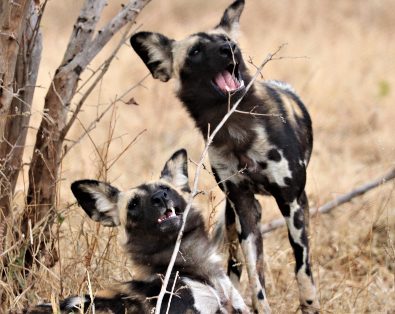 Zambia Dogs Cats & Shoebills - Zambia - Safaritalk