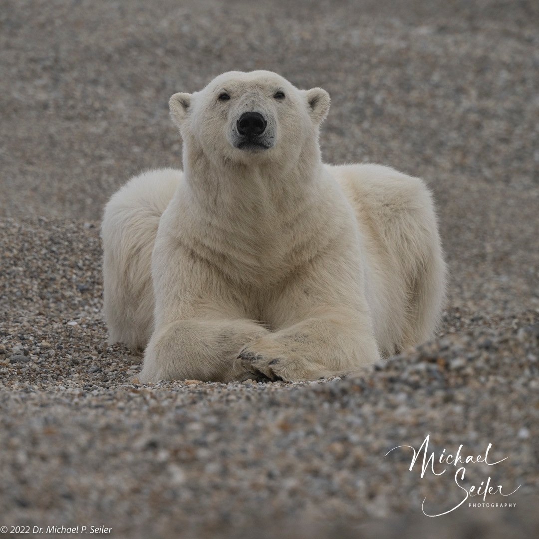 Into the Pack Ice - Svalbard Expedition in Early Summer - Europe ...