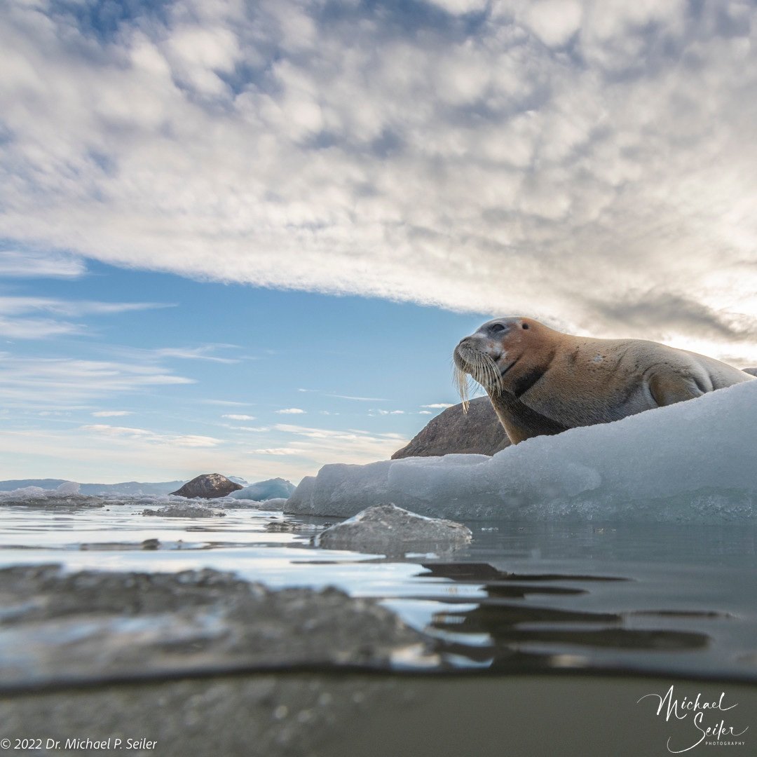 Into the Pack Ice - Svalbard Expedition in Early Summer - Europe ...