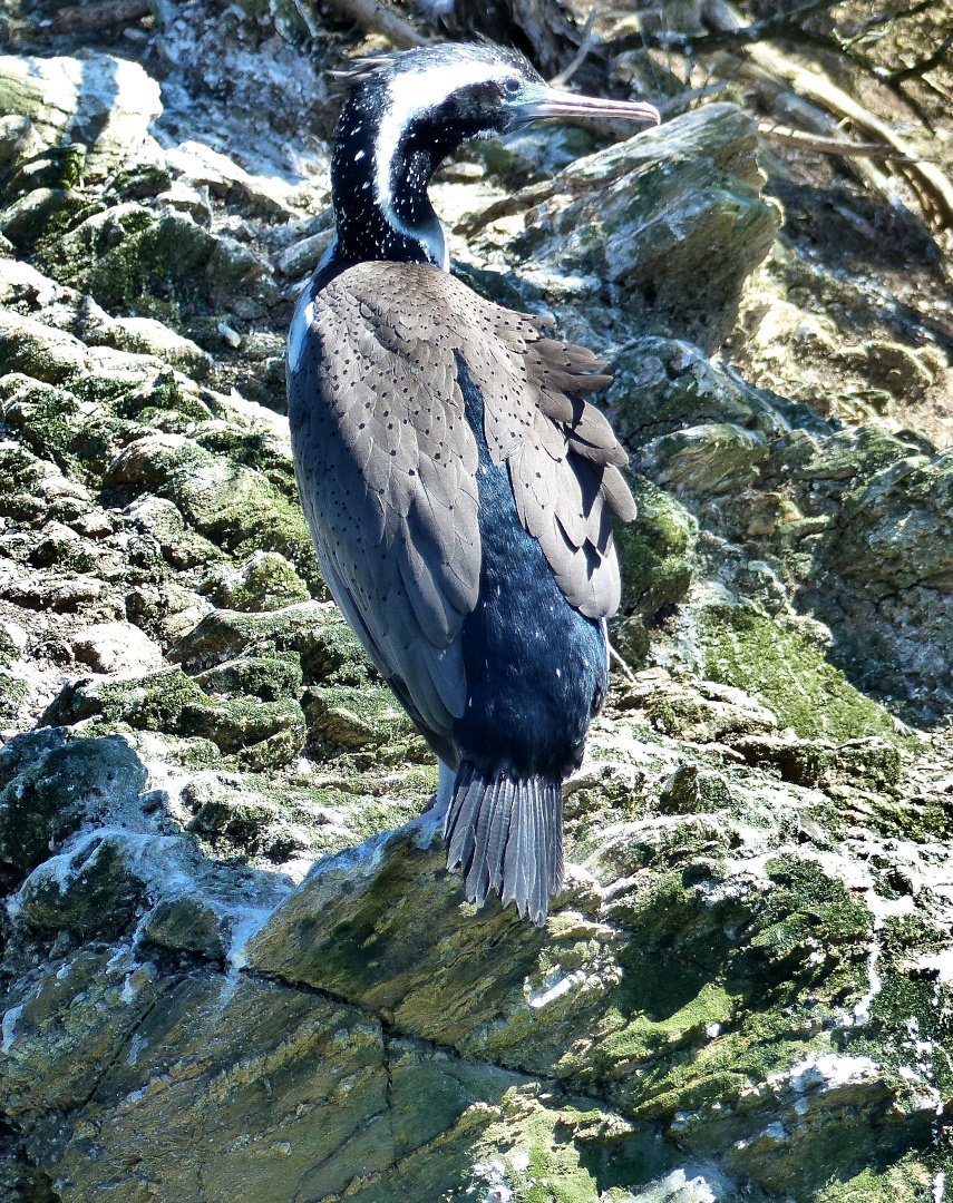 Kiwis, Keas and Kakas : 2 weeks in New Zealand’s South Island ...