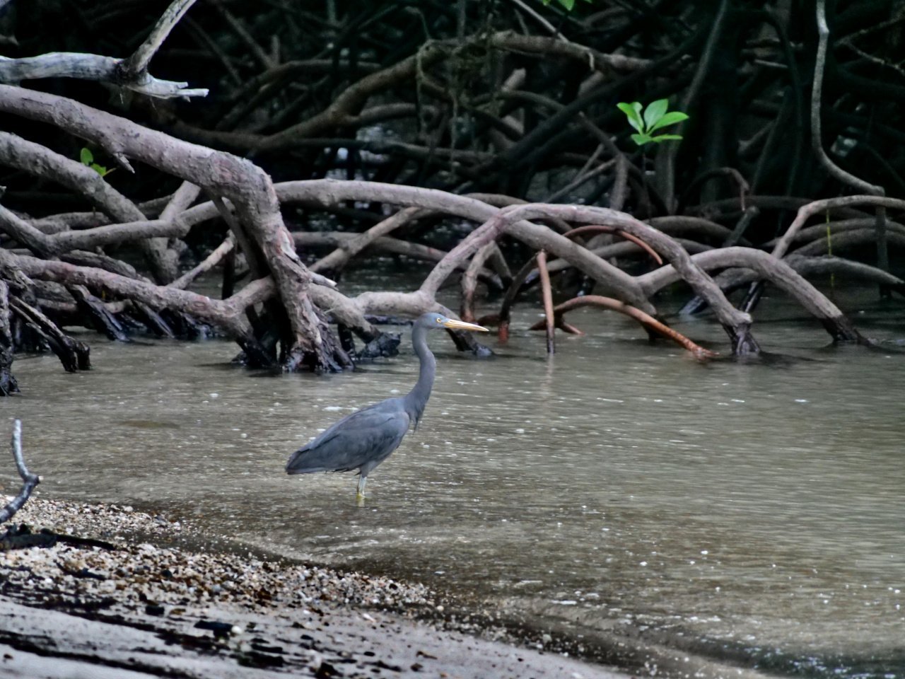 Queensland, Cairns and Cape York : Kingfishers, cockatoos and ...