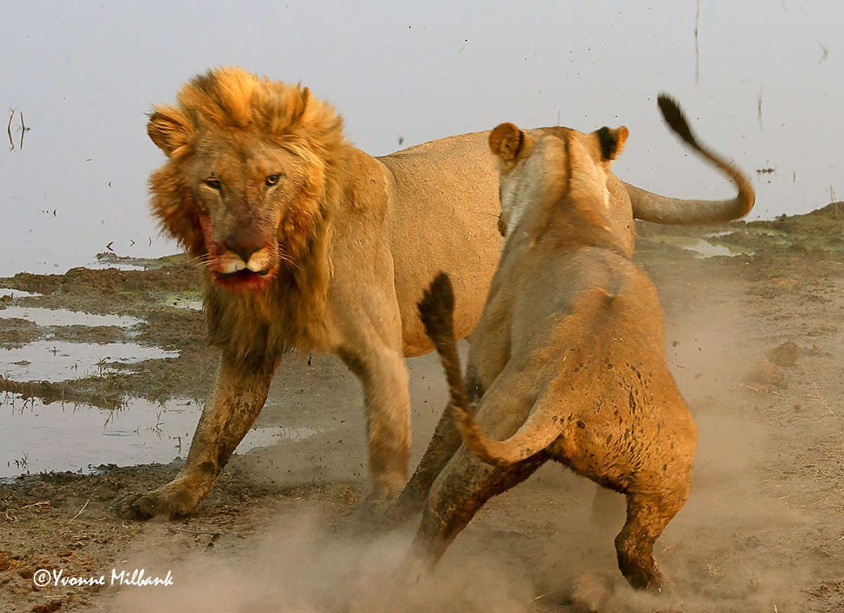 Chapter 5: Feline domesticity - Historical trip reports - Safaritalk