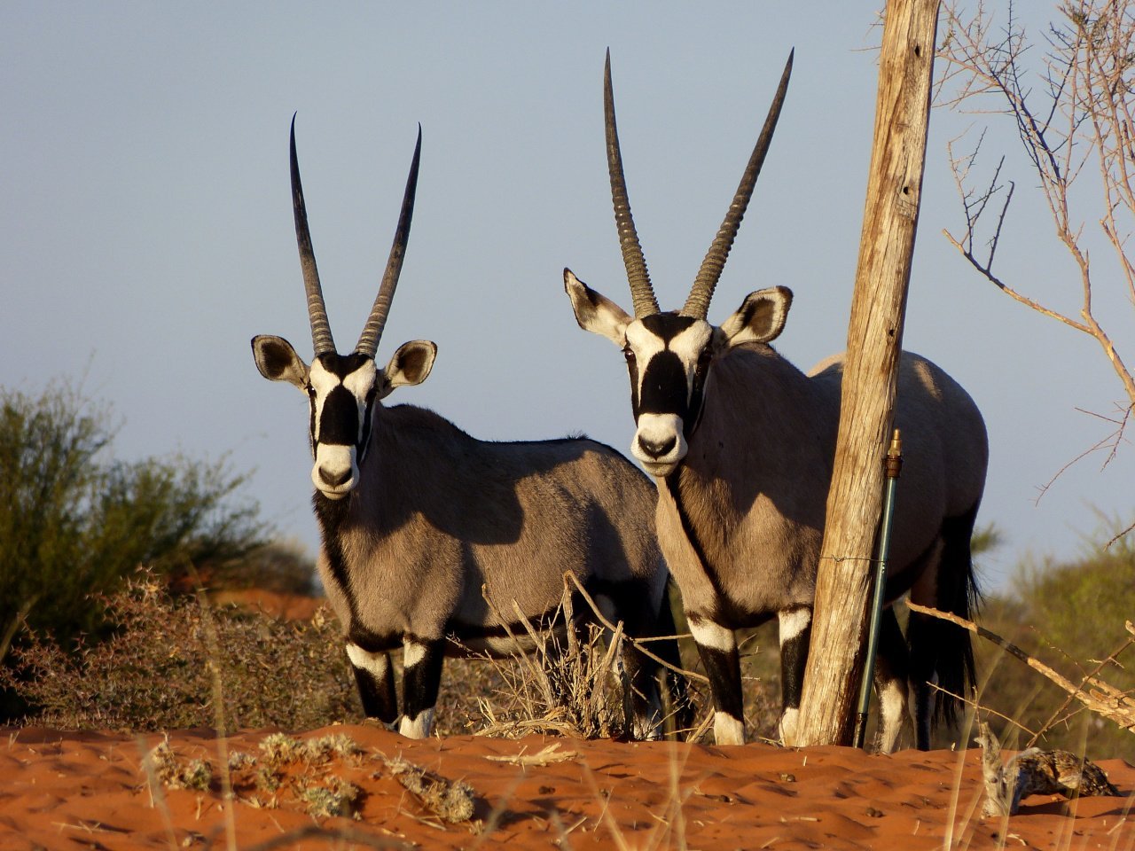 Show us your oryx... - Your Africa images - Safaritalk