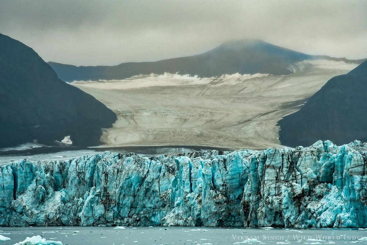 Svalbard Summer Expedition | July 2022 - Europe - Safaritalk