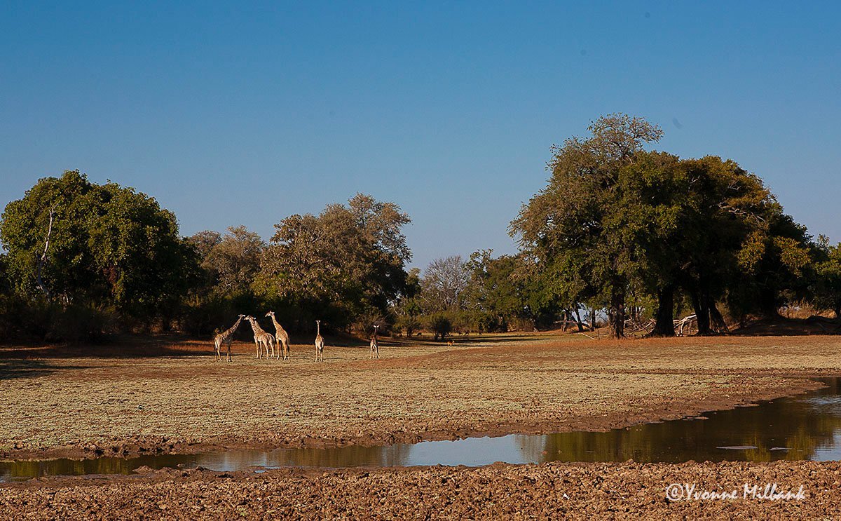 Chapter 6: Stunning South Luangwa - Historical trip reports - Safaritalk