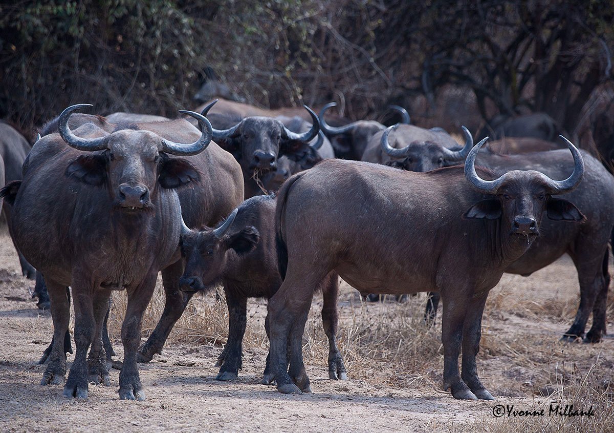 Chapter 6: Stunning South Luangwa - Historical trip reports - Safaritalk