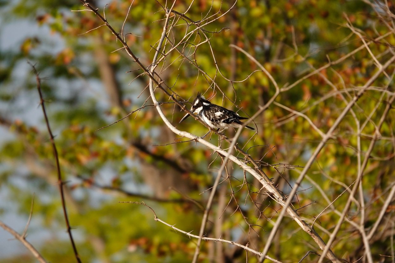 Peter B's first big year - Big Year 2022 - Safaritalk