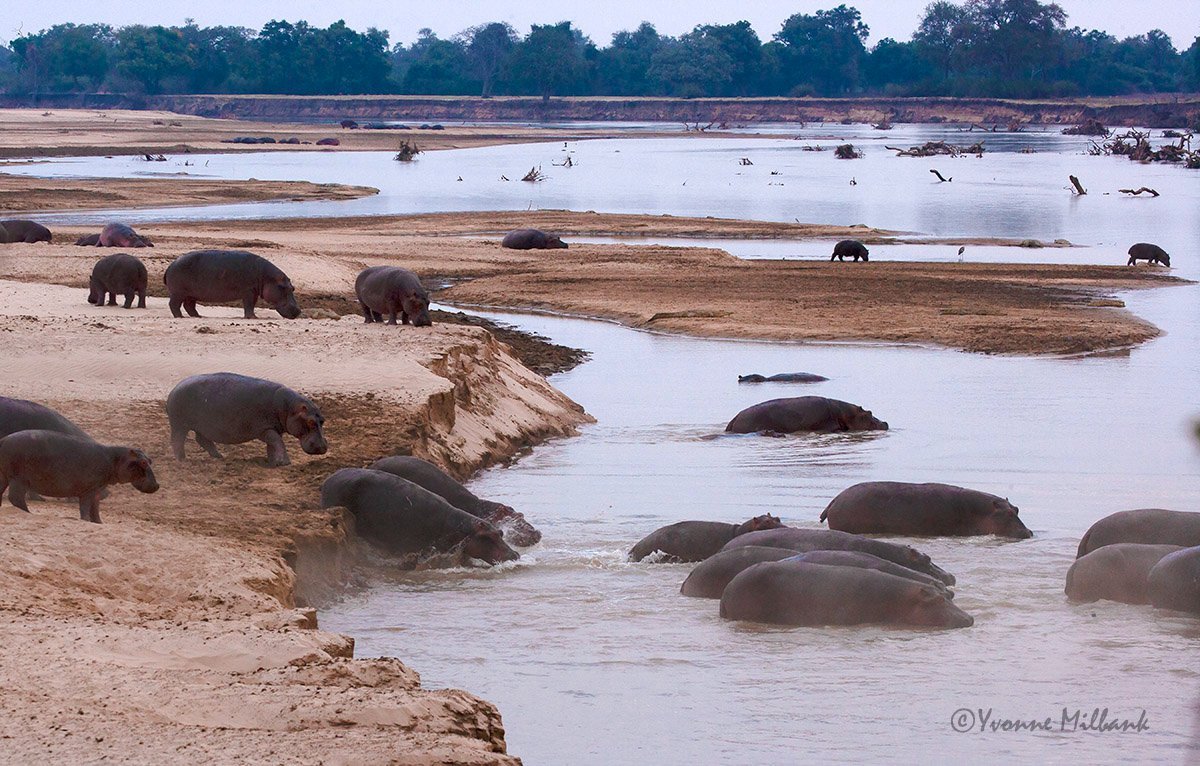 Chapter 6: Stunning South Luangwa - Historical trip reports - Safaritalk