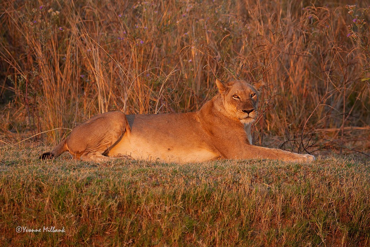 Chapter 6: Stunning South Luangwa - Historical trip reports - Safaritalk