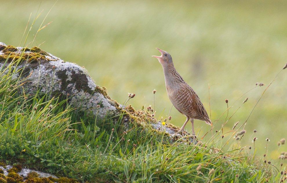 Scotland Hebrides and West Coast : Special Birds, Special Mammals 2022 ...