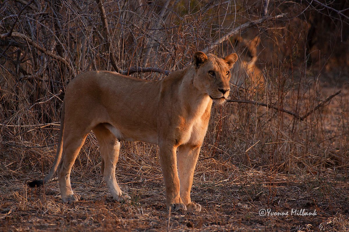 Chapter 6: Stunning South Luangwa - Historical trip reports - Safaritalk