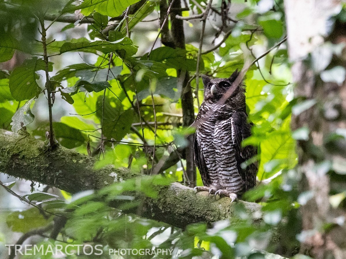 Shelley's Eagle Owl - Africa birds - Safaritalk