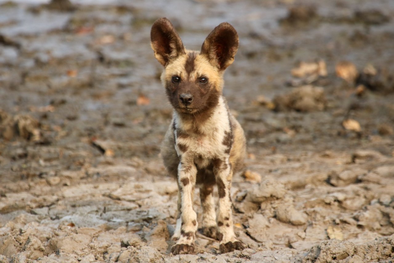 The Dogs of Danger Mountain: Return to Gorongosa - October 2022 ...