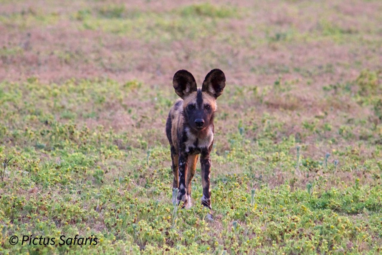 The Dogs of Danger Mountain: Return to Gorongosa - October 2022 ...
