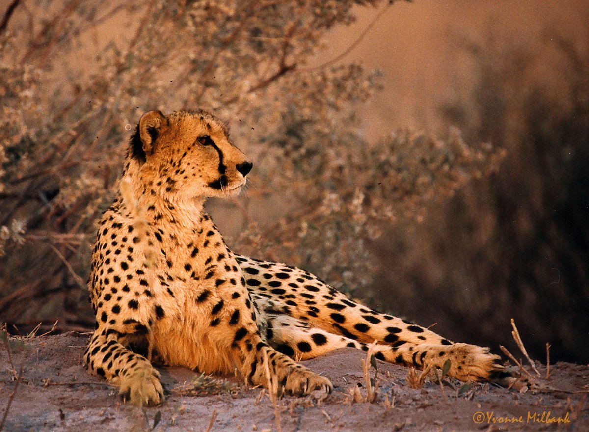 Chapter 4: The pride, and "the blood brothers" - Historical trip ...