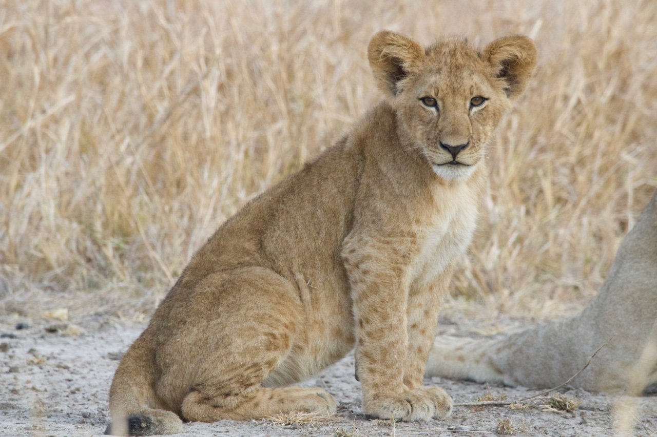 The Dogs of Danger Mountain: Return to Gorongosa - October 2022 ...