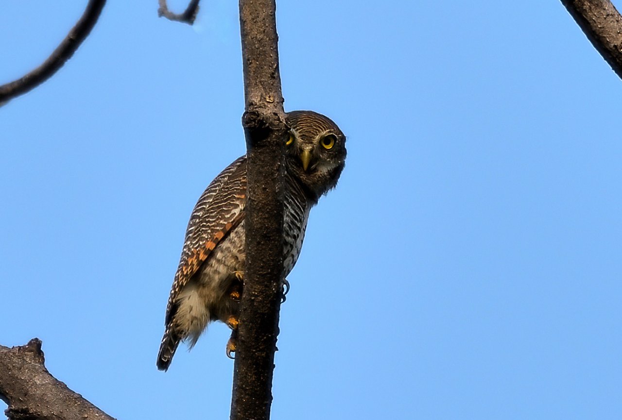 India Nov (2020 - postponed) (2021 - postponed again) 2022: First time ...