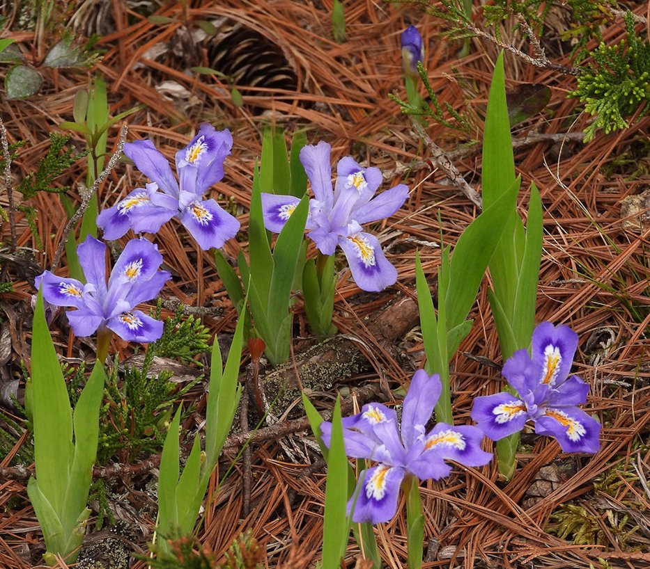 Endangered Dwarf Lake Irises and Dragonflies in Door County - Worldwide ...