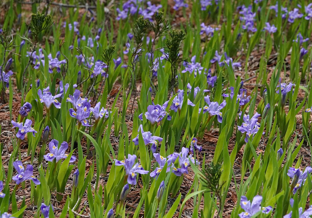 Endangered Dwarf Lake Irises and Dragonflies in Door County - Worldwide ...