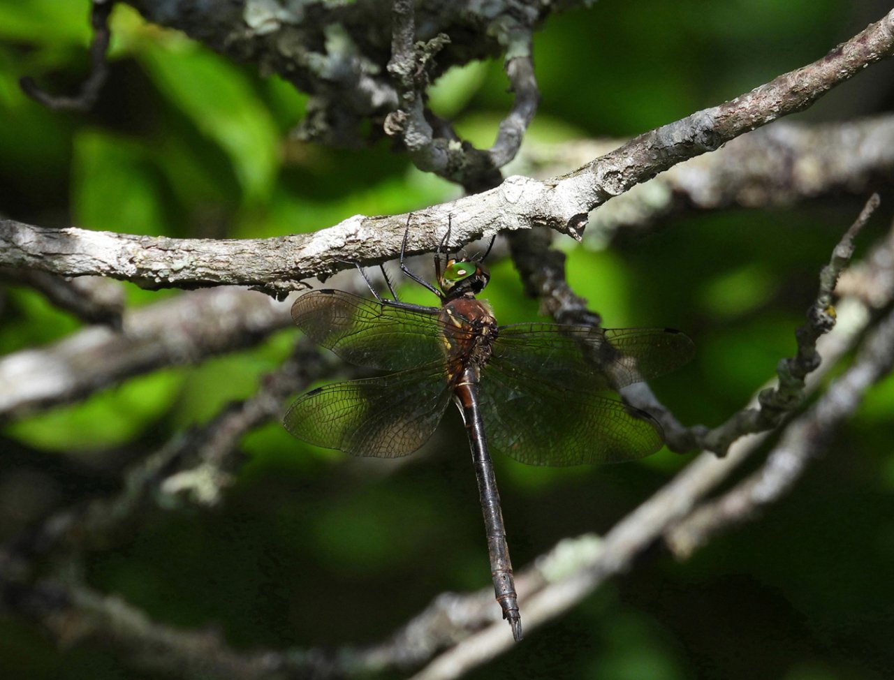 Endangered Dwarf Lake Irises and Dragonflies in Door County - Worldwide ...