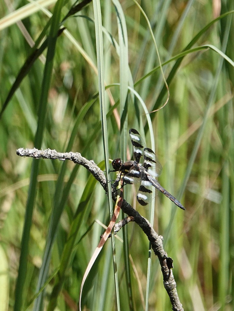 Endangered Dwarf Lake Irises and Dragonflies in Door County - Worldwide ...
