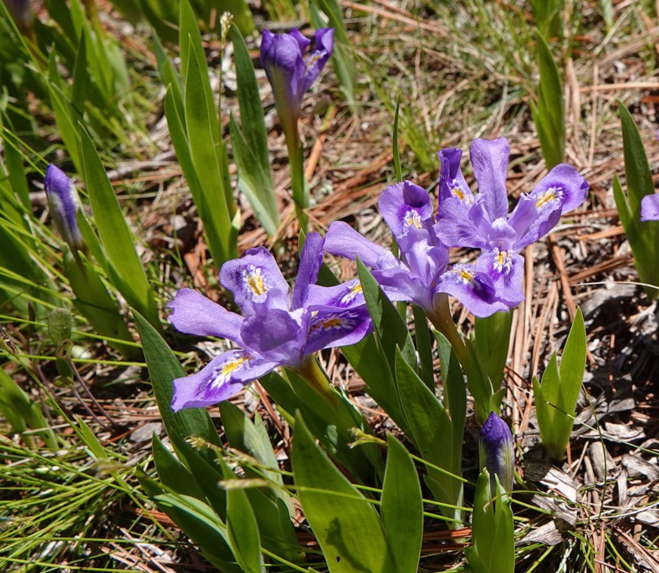 Endangered Dwarf Lake Irises and Dragonflies in Door County - Worldwide ...