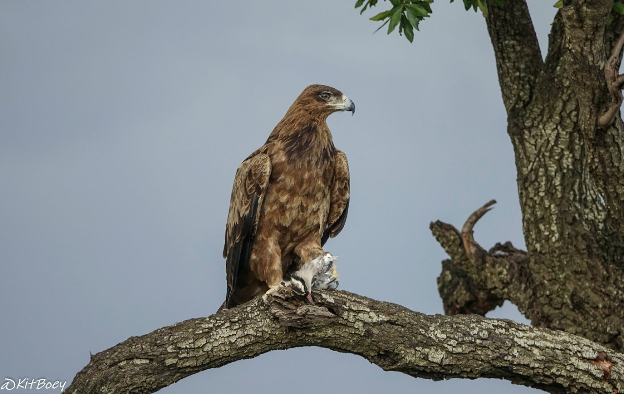 A long-awaited Return to the Mara - Kenya - Safaritalk