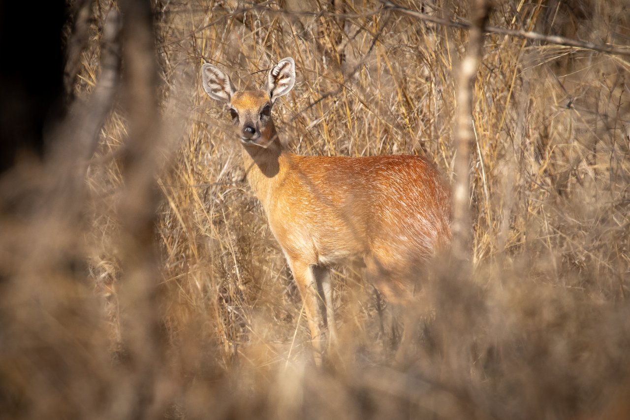 Misty Mountains of the Vumba & the Vast Wilderness of Gonarezhou - Page ...