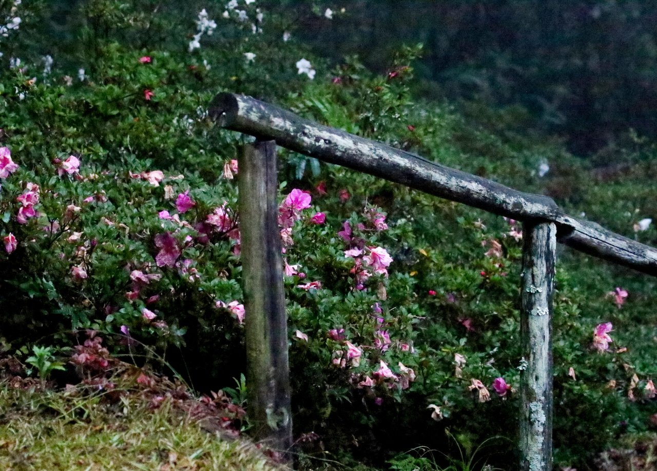Misty Mountains of the Vumba & the Vast Wilderness of Gonarezhou ...