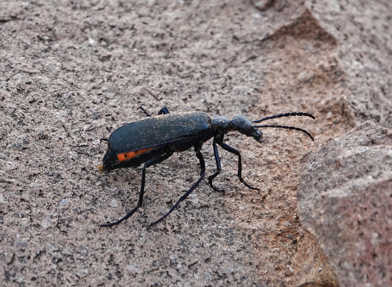 Misty Mountains of the Vumba & the Vast Wilderness of Gonarezhou - Page ...
