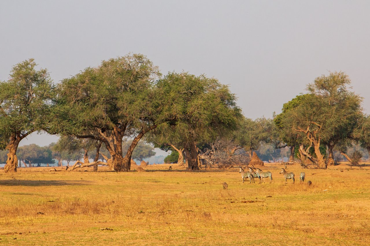 Mana Days in Mana Pools - Zimbabwe - Safaritalk