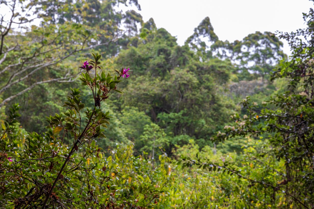 Misty Mountains of the Vumba & the Vast Wilderness of Gonarezhou ...