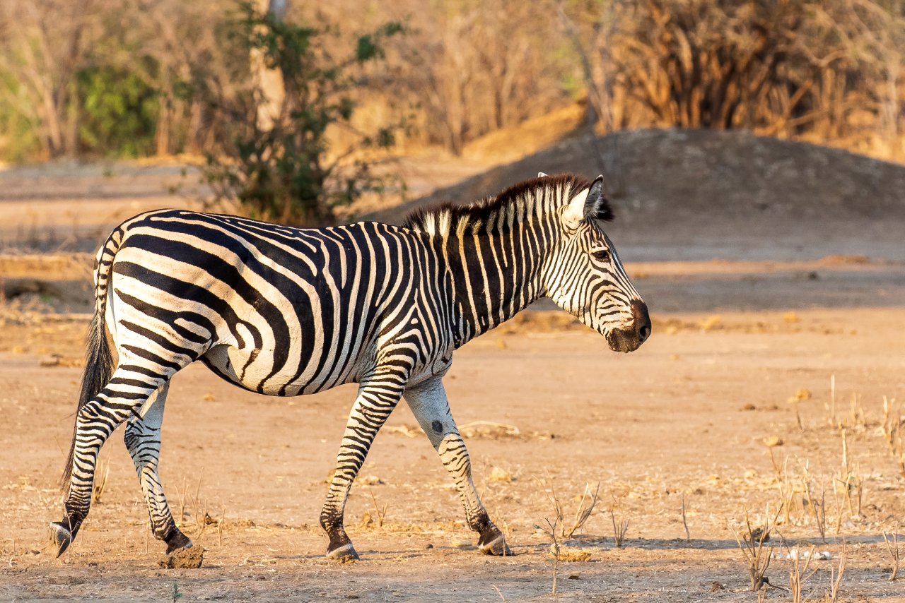 Mana Days in Mana Pools - Page 2 - Zimbabwe - Safaritalk