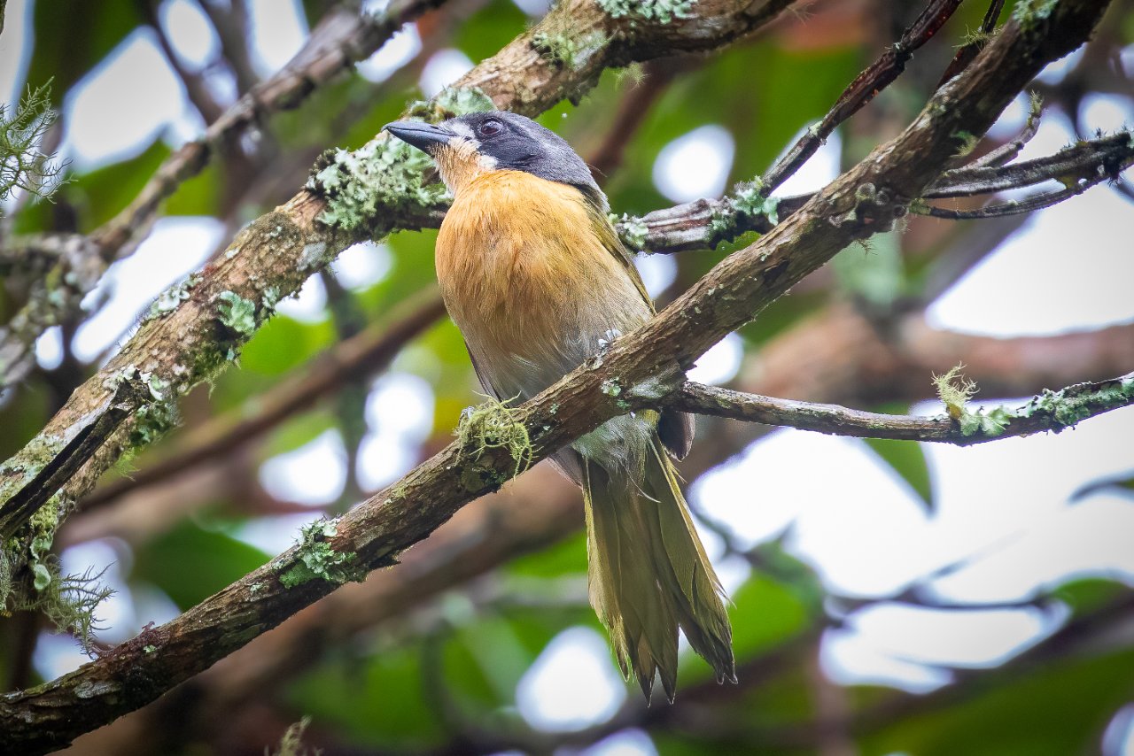 Misty Mountains of the Vumba & the Vast Wilderness of Gonarezhou ...