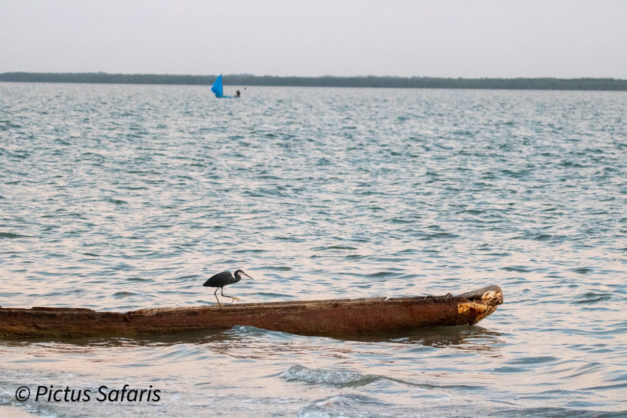 Manatees and Monkeys - Senegal - January 2023 - Senegal - Safaritalk