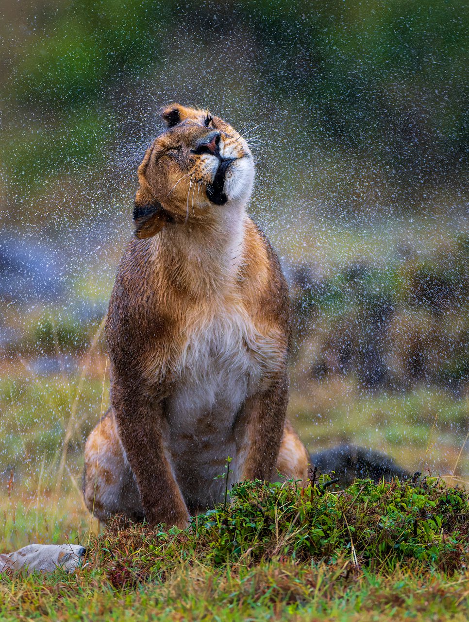 Lion in the rain - Kenya, November 2022 - Kenya - Safaritalk