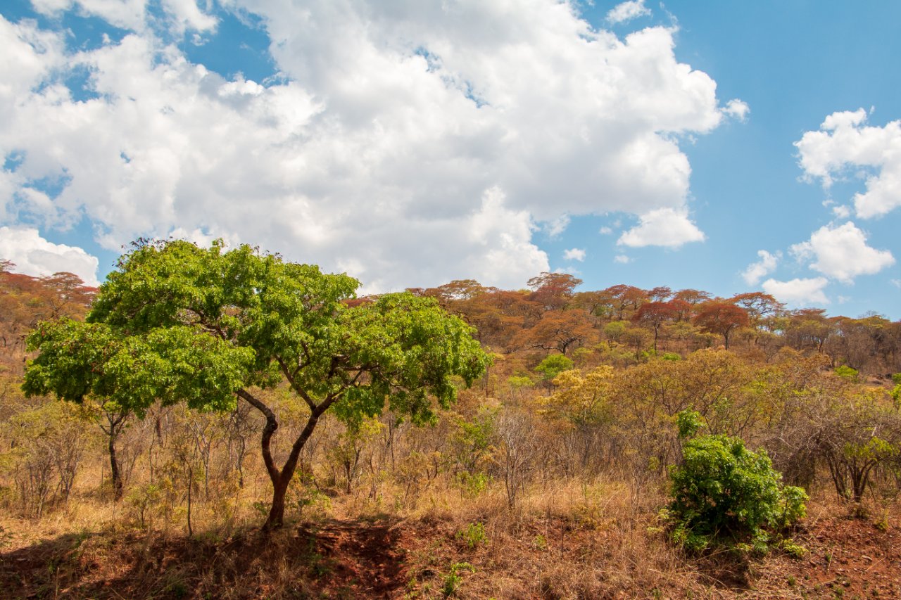 Misty Mountains of the Vumba & the Vast Wilderness of Gonarezhou ...