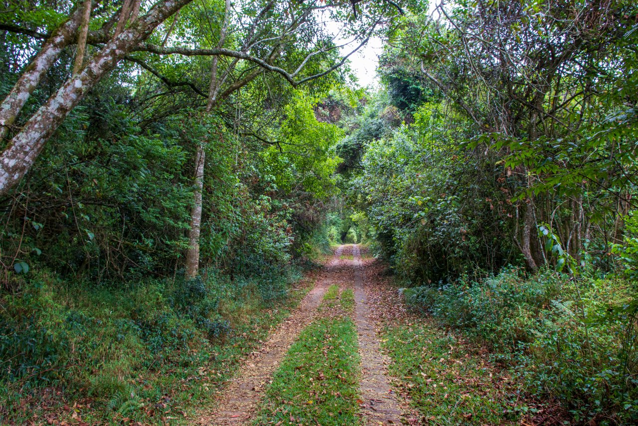 Misty Mountains of the Vumba & the Vast Wilderness of Gonarezhou ...