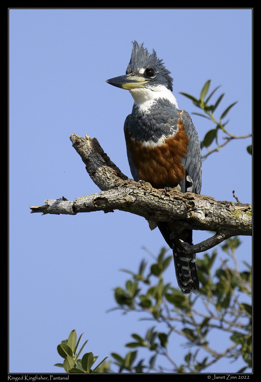 A return to the Pantanal Sept. '22: The best-laid plans oft go awry ...