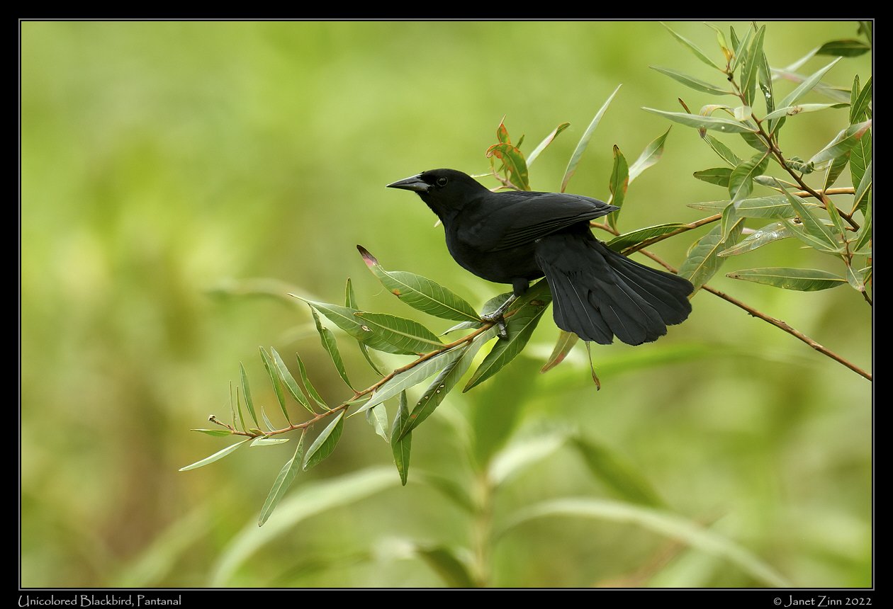 A return to the Pantanal Sept. '22: The best-laid plans oft go awry ...