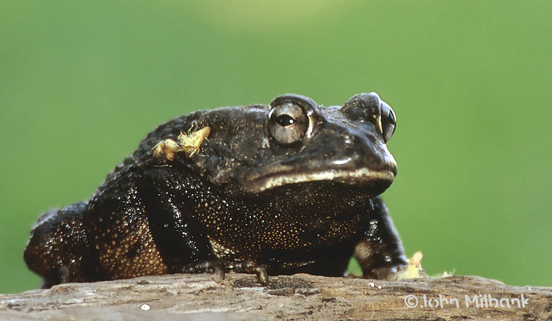 Chapter 4: The pride, and "the blood brothers" - Historical trip ...