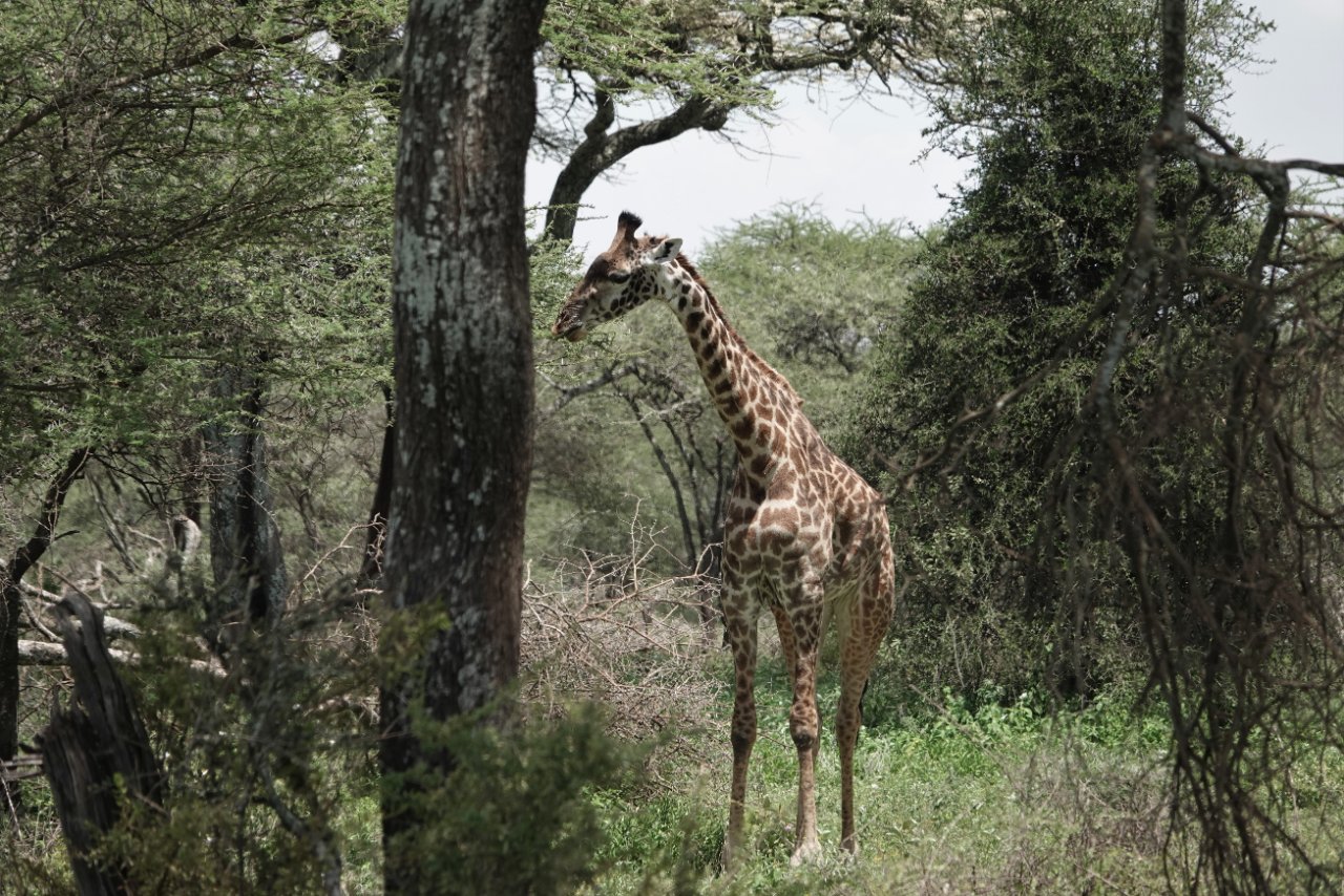 Ndutu (Ngorongoro Conservation Area) and Central Serengeti National ...