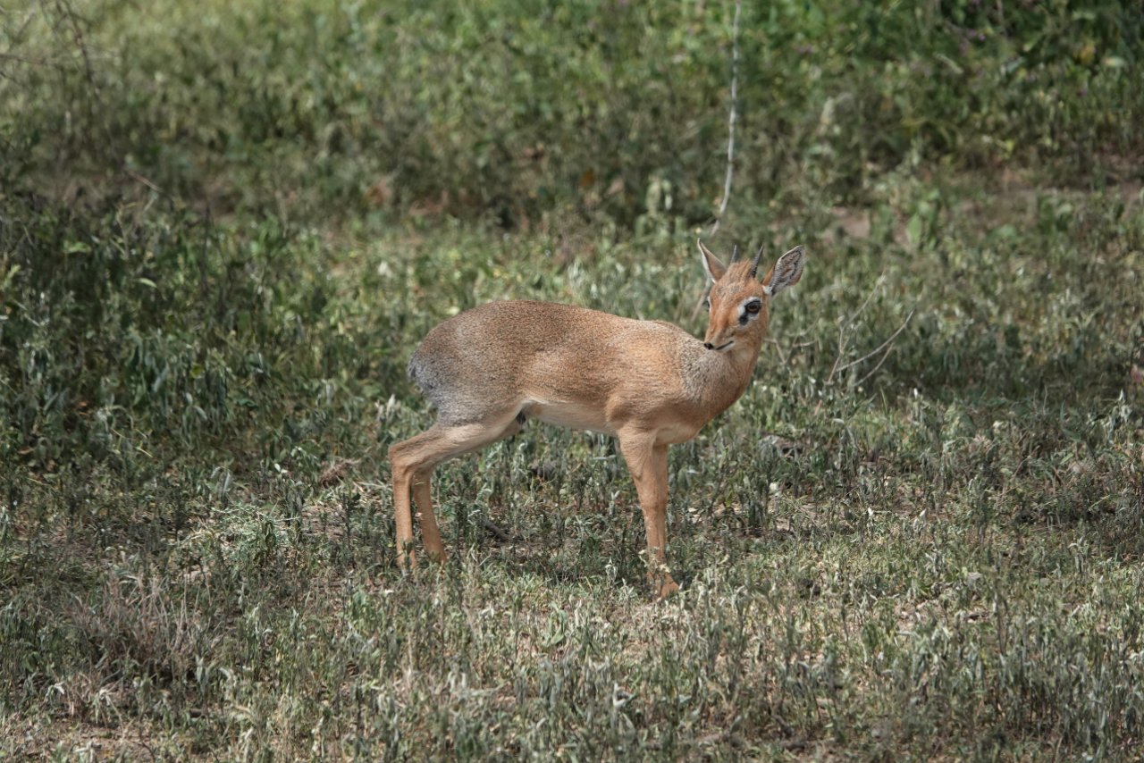 Ndutu (Ngorongoro Conservation Area) and Central Serengeti National ...