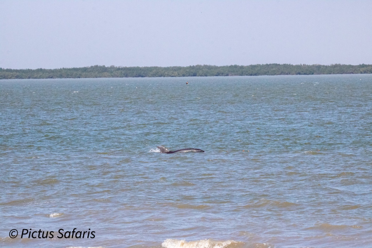 Manatees and Monkeys - Senegal - January 2023 - Senegal - Safaritalk