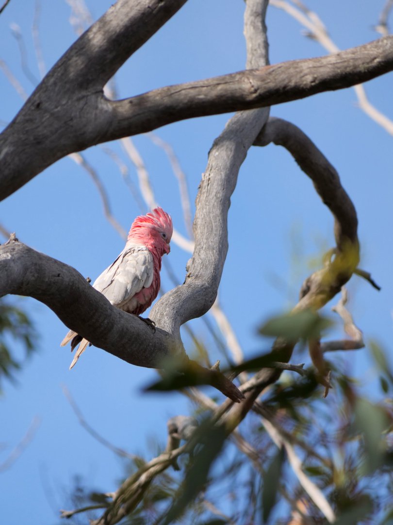Coast, quokkas and cockatoos : southwest Western Australia ...