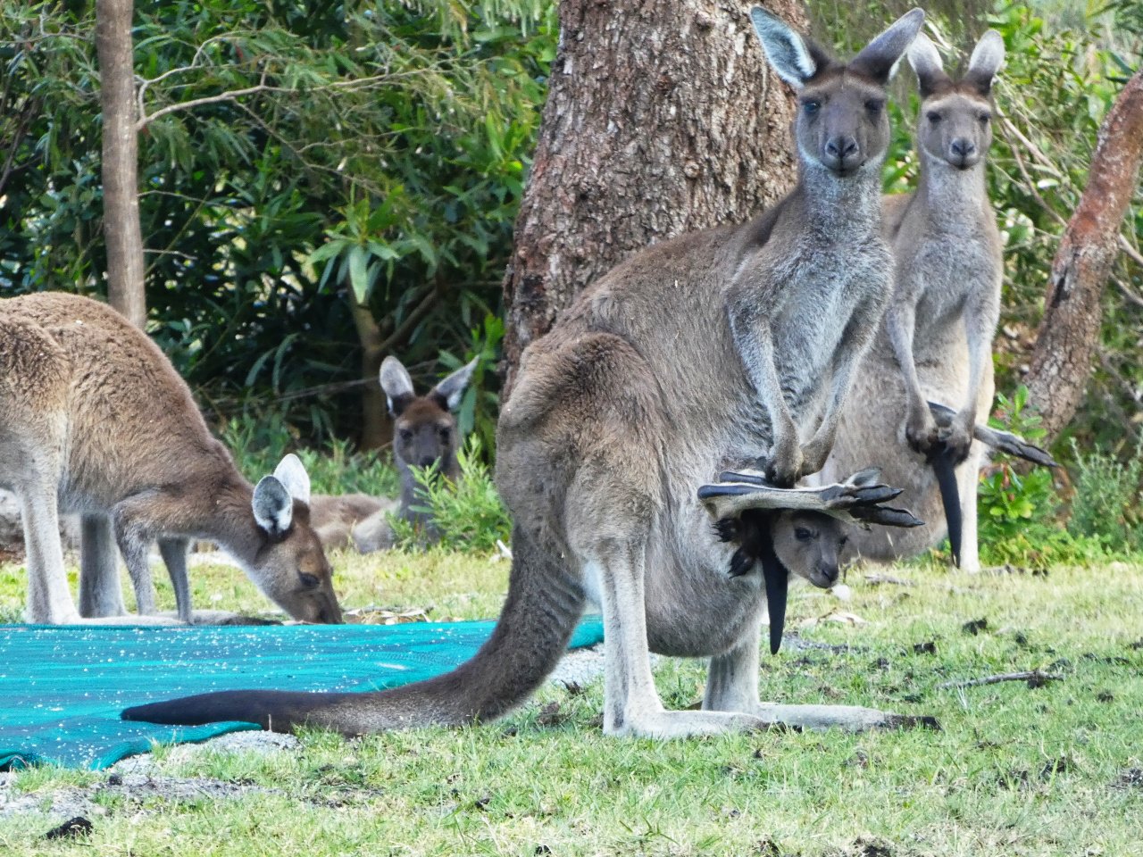 Coast, quokkas and cockatoos : southwest Western Australia ...