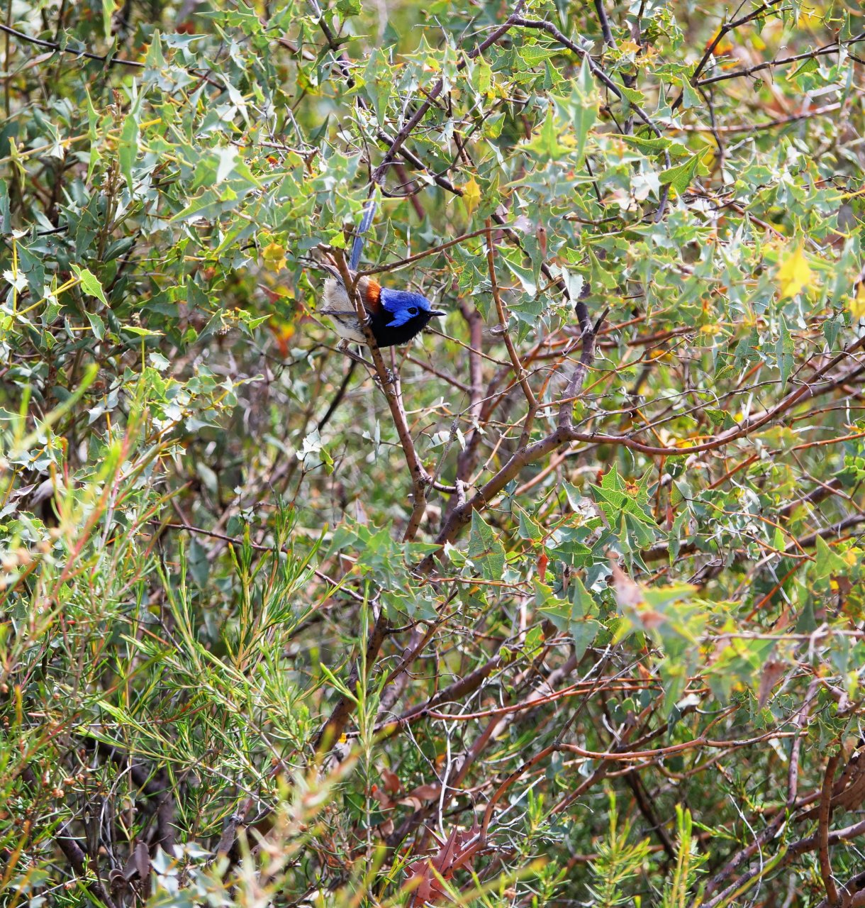 Coast, quokkas and cockatoos : southwest Western Australia ...