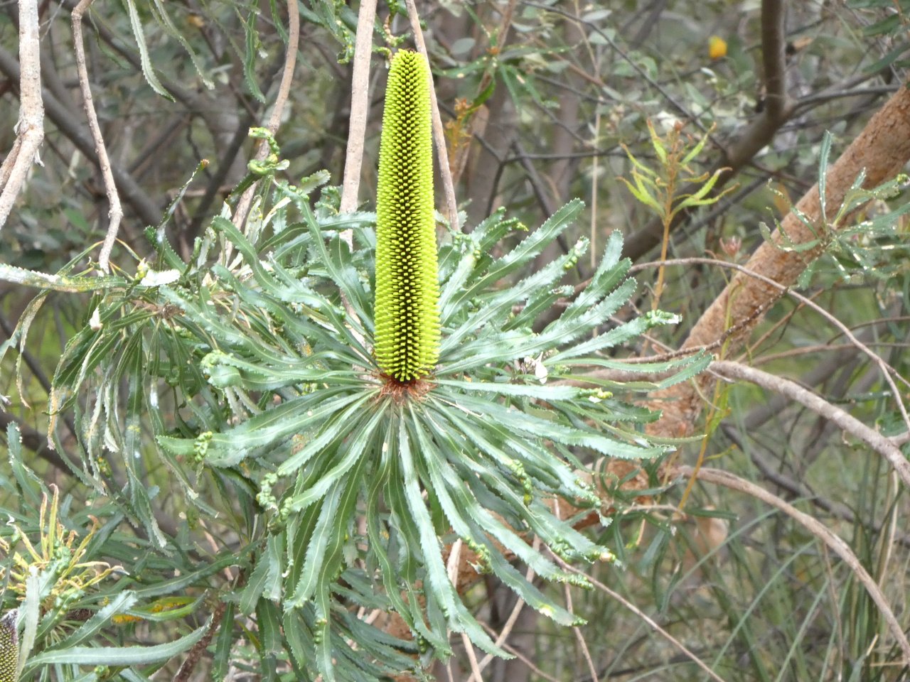 Coast, quokkas and cockatoos : southwest Western Australia ...
