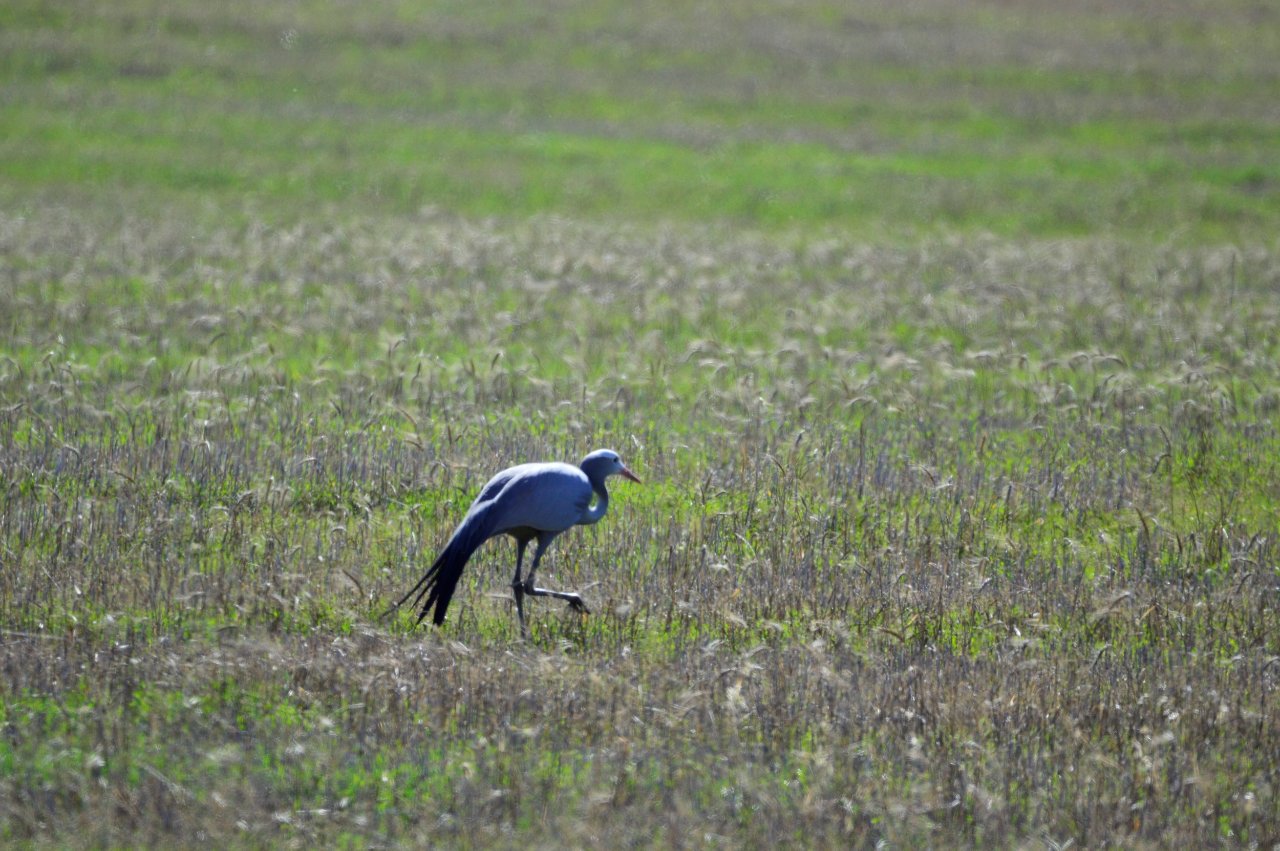 EBCs and misIDs: KK's BY III, MMXXIII - Big Year 2023 - Safaritalk