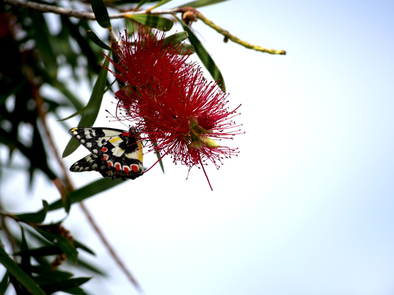 Coast, quokkas and cockatoos : southwest Western Australia ...